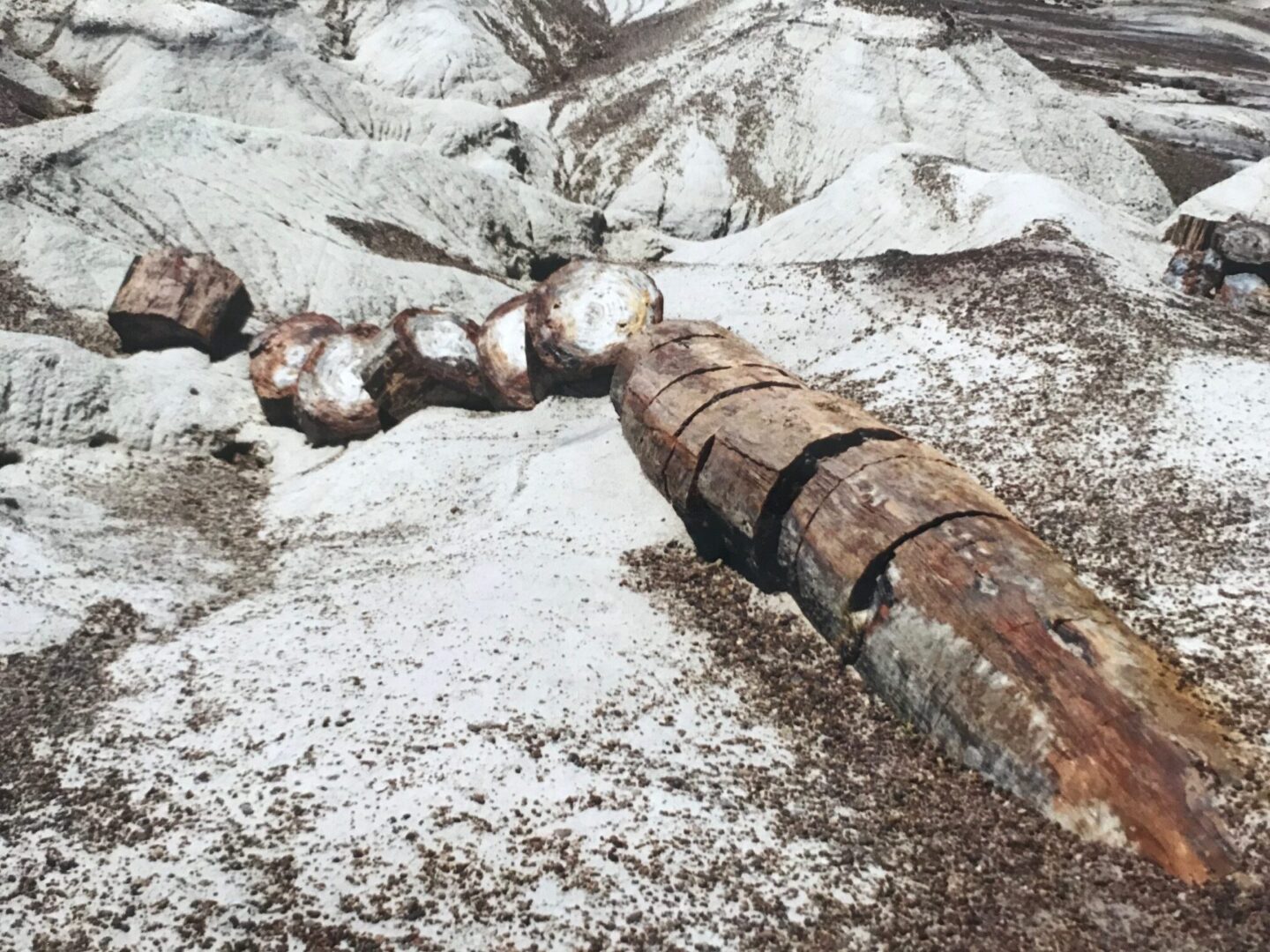 Den forstenede skov – Kirsten Skjold